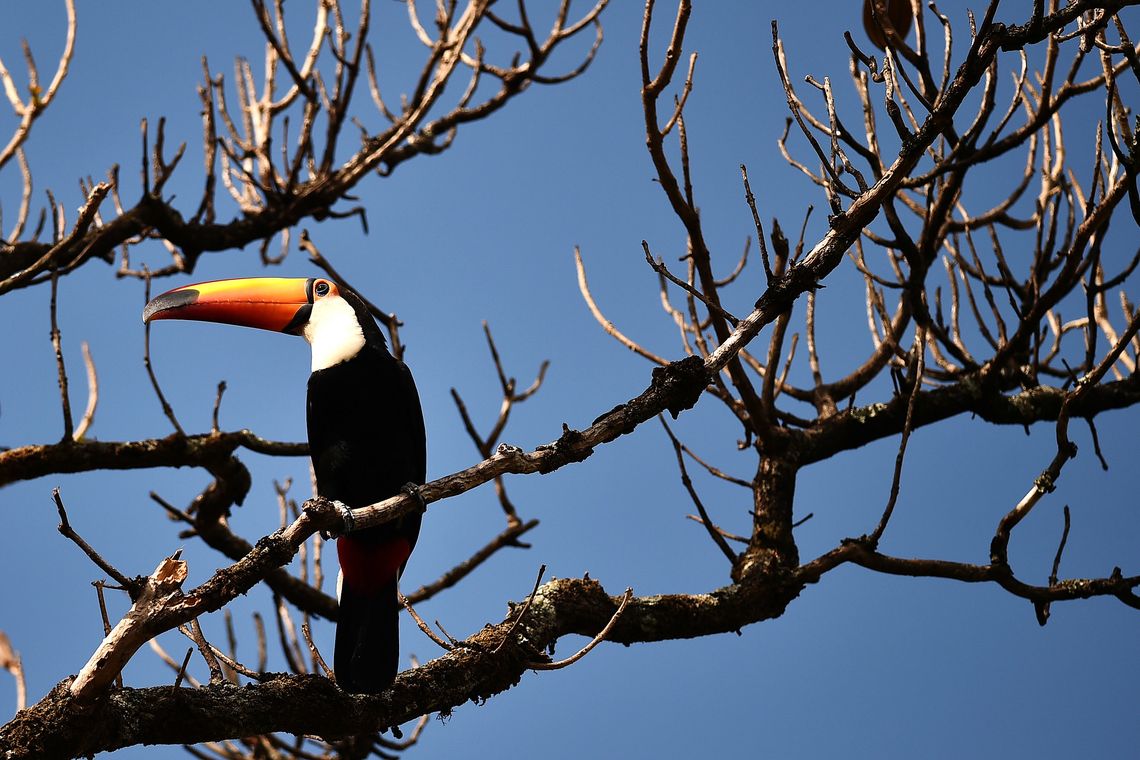 Dia do Cerrado: o bioma tem 5% da biodiversidade do mundo | Agência Brasil Dia do Cerrado: o bioma tem 5% da biodiversidade do mundo | Agência Brasil
