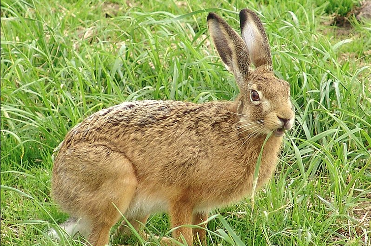 Lebres devastam plantações no Sul e Sudeste do Brasil | EBC Rádios