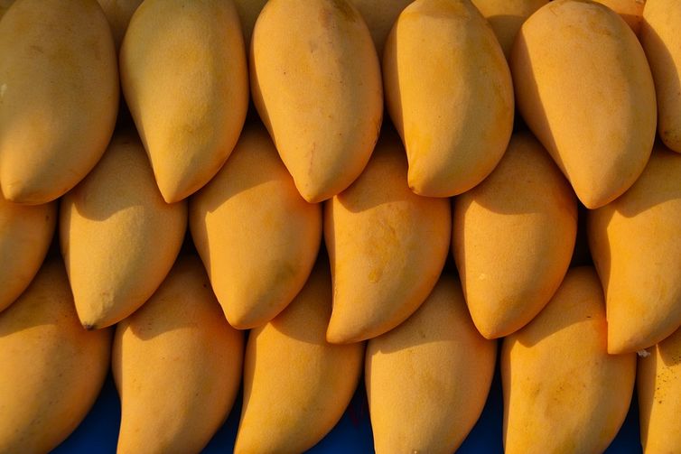 Manga brasileira ganha mercado da África do Sul | EBC Rádios