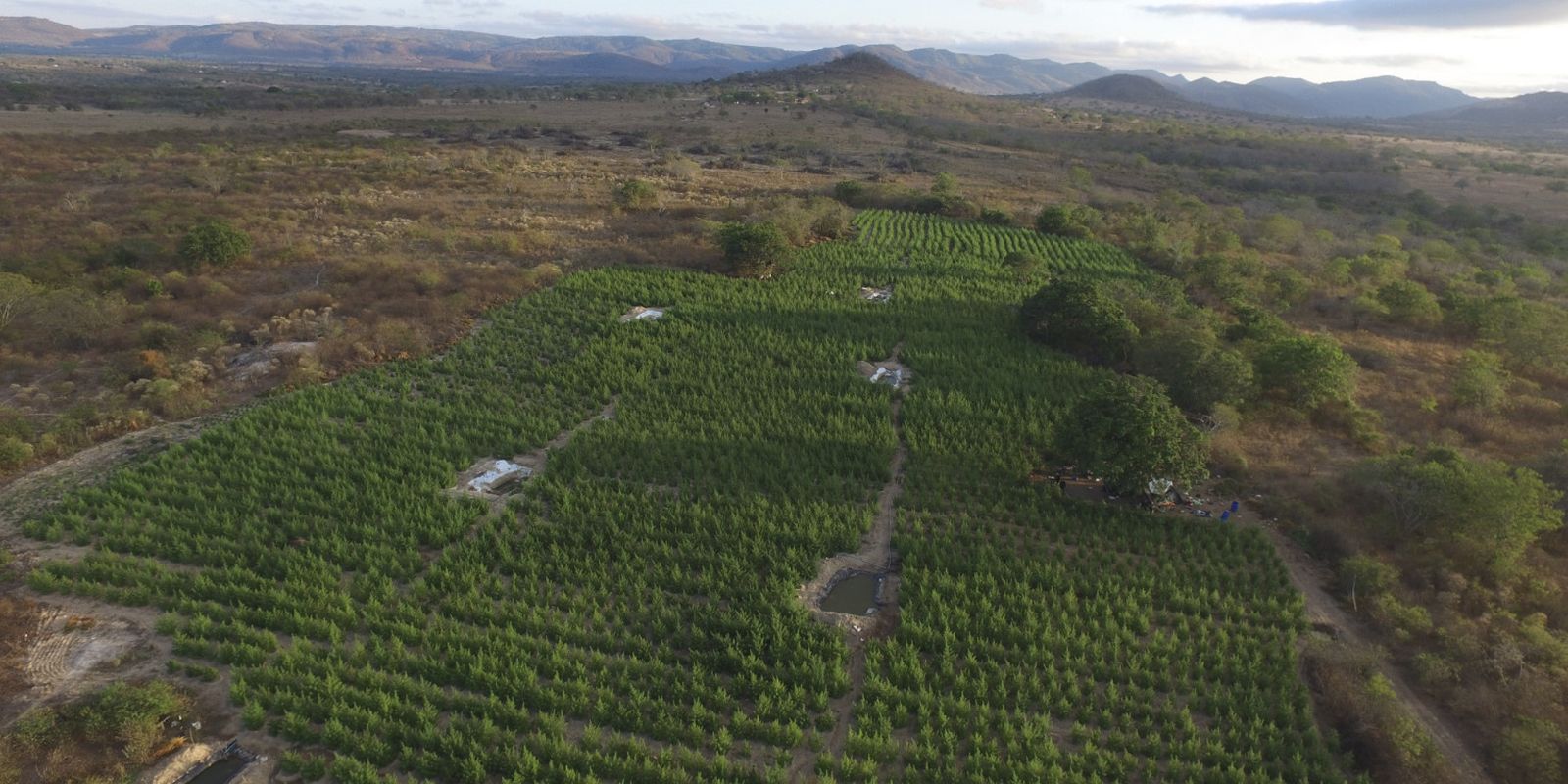 Brazil among countries with largest irrigated areas | Agência Brasil