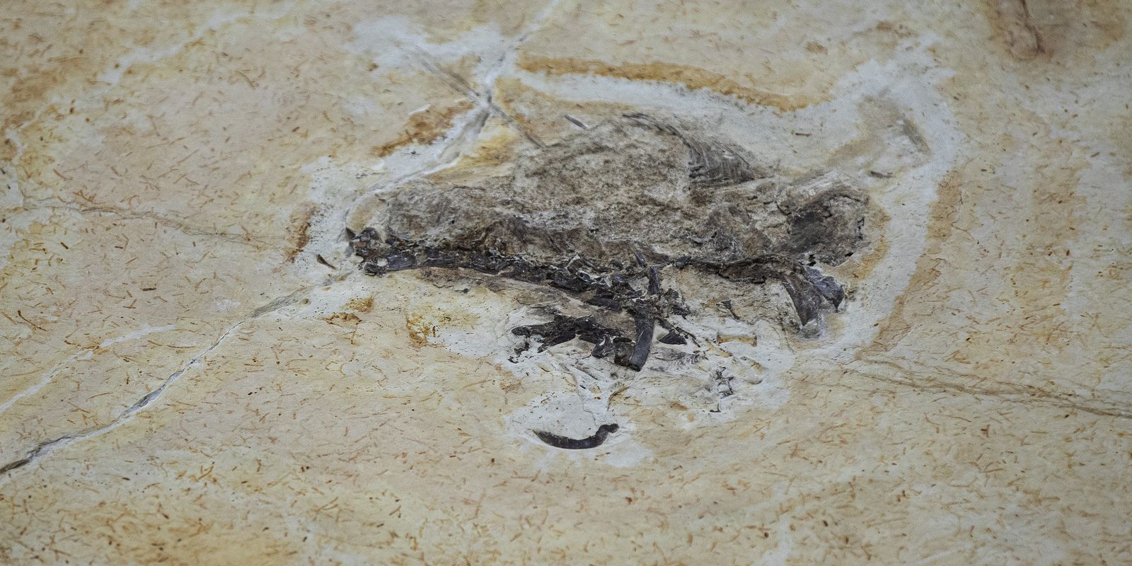 Fóssil Ubirajara jubatus | Agência Brasil