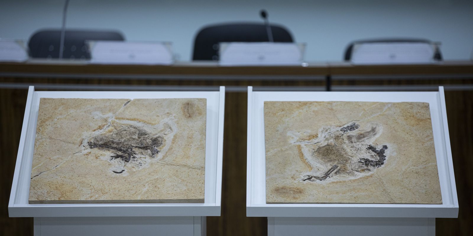 Germany returns to Brazil dinosaur fossil smuggled in the 90s | Agência ...