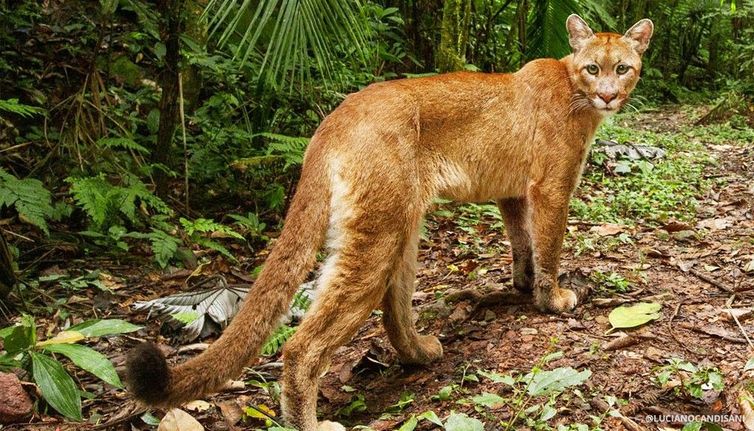 Plantas Y Animales De Florida Florida Animales