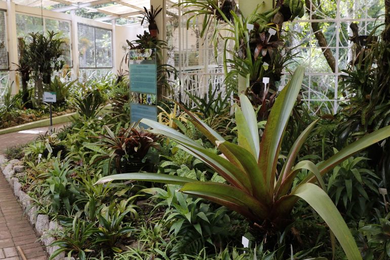 Jardim Botânico do Rio de Janeiro completa 214 anos | Agência Brasil