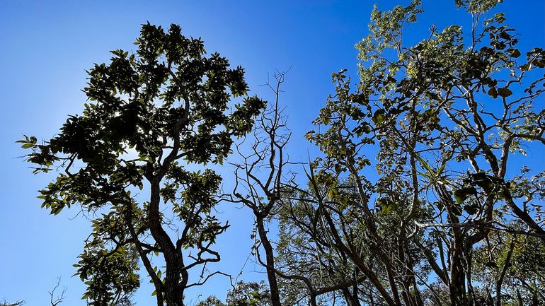 CORES E FORMAS DO CERRADO EM BRASÍLIA | Agência Brasil