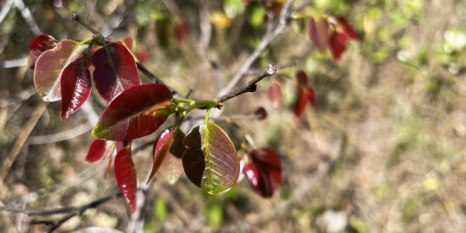 CORES E FORMAS DO CERRADO EM BRASÍLIA | Agência Brasil