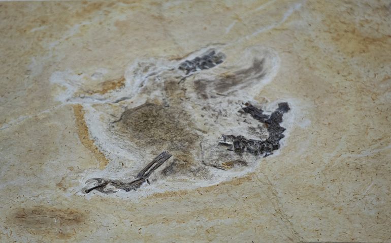 Fóssil Ubirajara jubatus | Agência Brasil