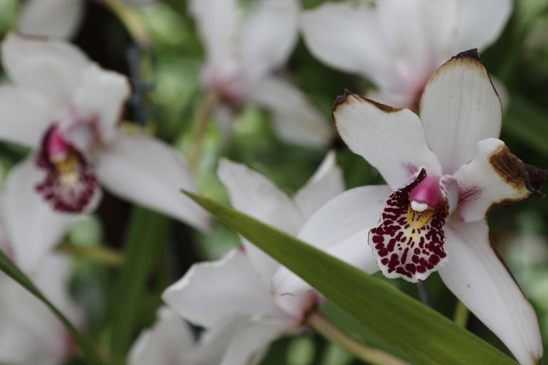 Jardim Botânico do Rio de Janeiro completa 214 anos | Agência Brasil