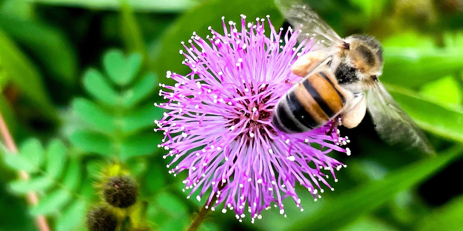 Abelha; pólem; polenização; extinção; abelha africana; mel | Agência Brasil