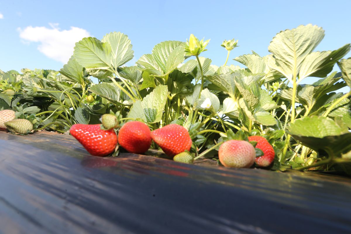 Produtores de morango do país celebram safra, inovações e história ...