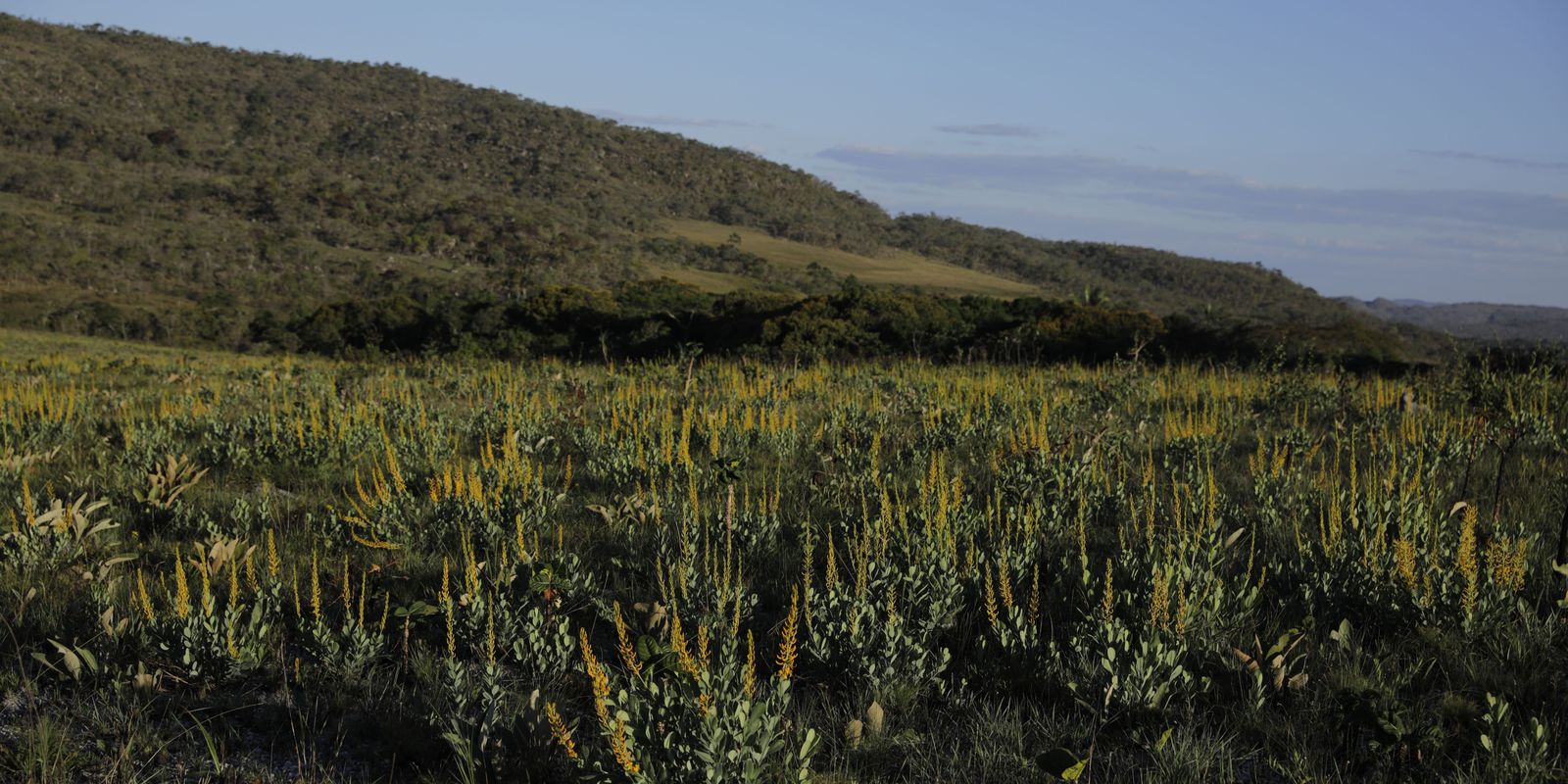 Bioma Cerrado | Agência Brasil