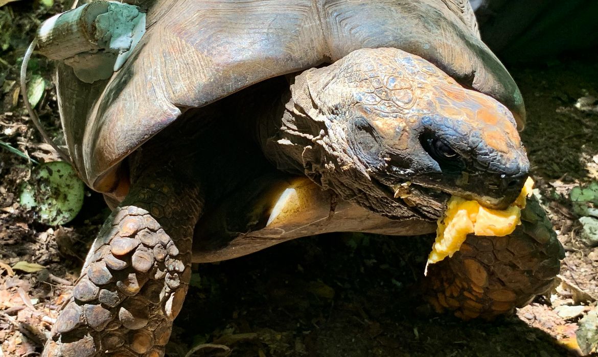No Rio, mais jabutis são soltos no Parque Nacional da Tijuca | Agência ...