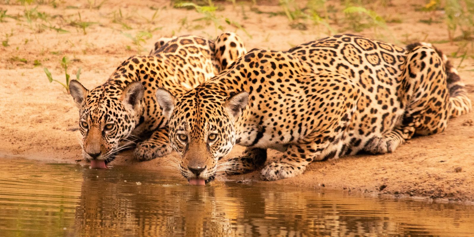 Brazil unveils wildlife protection program | Agência Brasil