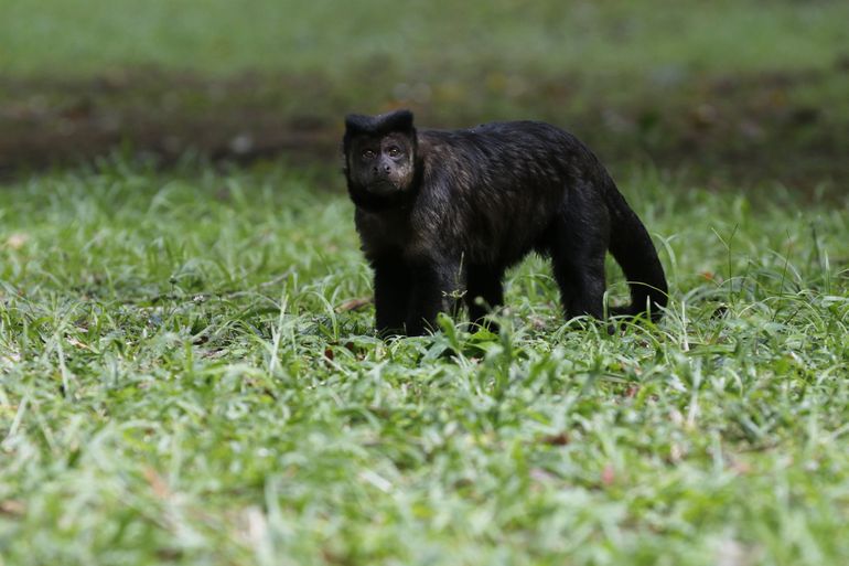 Jardim Botânico do Rio de Janeiro completa 214 anos | Agência Brasil