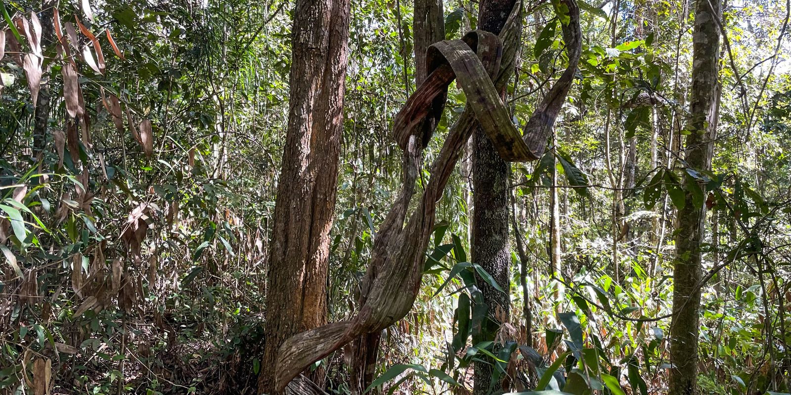 CORES E FORMAS DO CERRADO EM BRASÍLIA | Agência Brasil