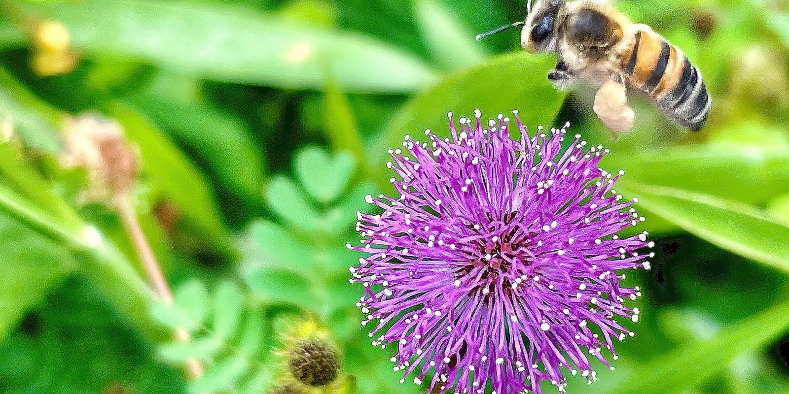Abelha; pólem; polenização; extinção; abelha africana; mel | Agência Brasil