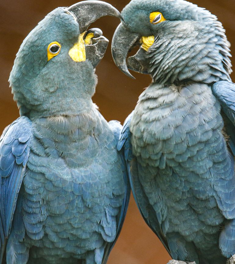 arara-azul-de-lear | Agência Brasil