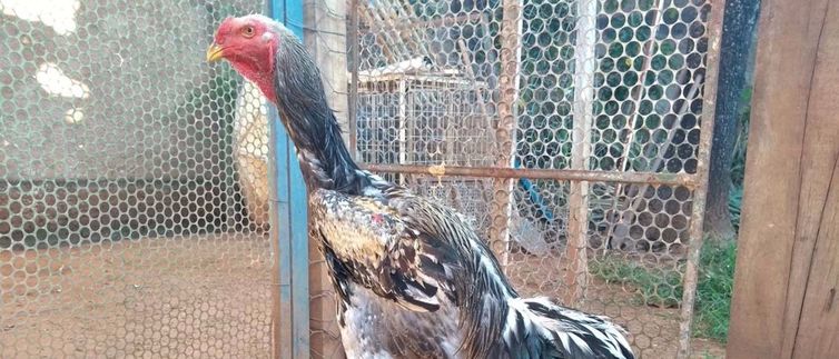 Índio Gigante, raça considerada como a Nelore das aves, tem cada vez ...