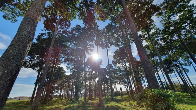 Pesquisadora fala sobre o sequenciamento genético da castanheira | EBC ...
