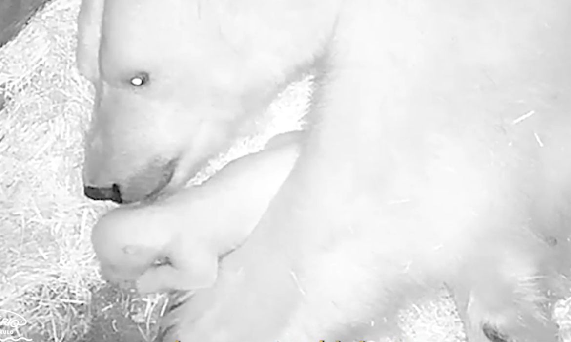 Acuario de São Paulo registra el nacimiento de su primer oso polar ...