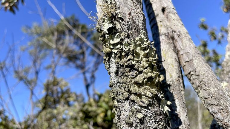 CORES E FORMAS DO CERRADO EM BRASÍLIA | Agência Brasil