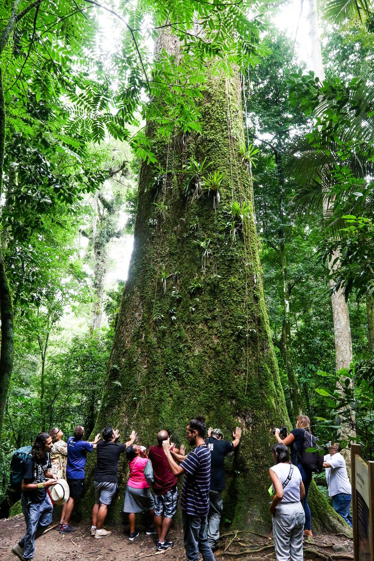 Jequitibá-rosa no Parque Estadual dos Três Picos | Agência Brasil