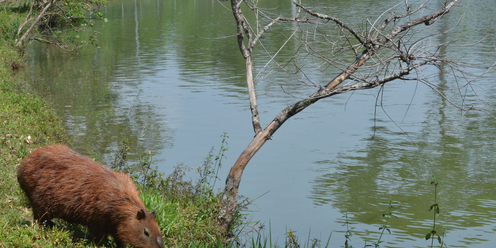Primeira Virada do Cerrado no Distrito Federal | Agência Brasil
