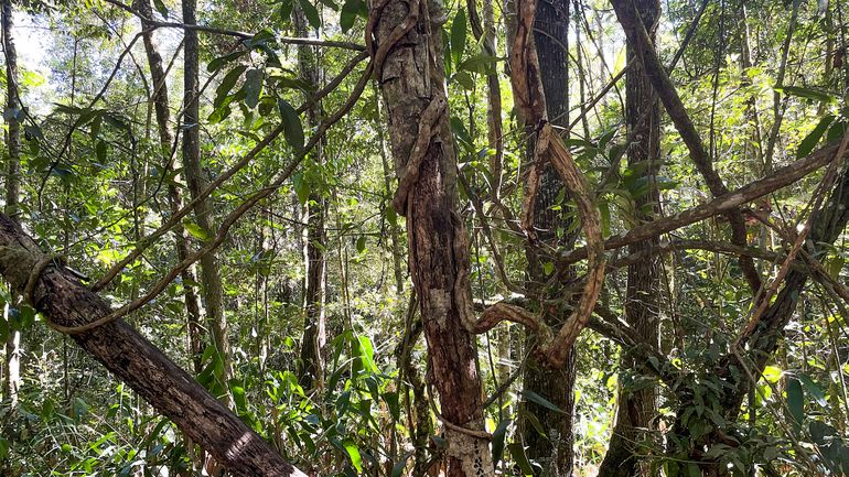 CORES E FORMAS DO CERRADO EM BRASÍLIA | Agência Brasil