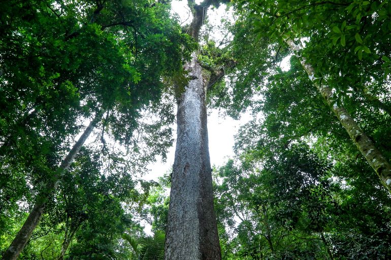 Jequitibá-rosa no Parque Estadual dos Três Picos | Agência Brasil