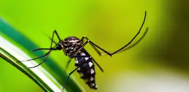 Mosquito 