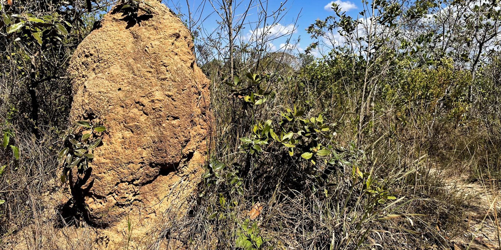 CORES E FORMAS DO CERRADO EM BRASÍLIA | Agência Brasil