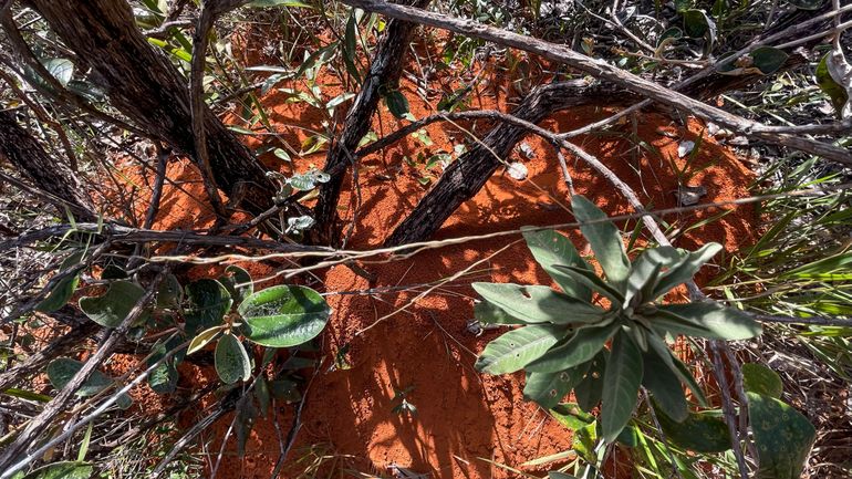 CORES E FORMAS DO CERRADO EM BRASÍLIA | Agência Brasil