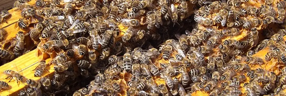 EBC | Odor específico funciona como "RG" para abelhas, vespas e formigas