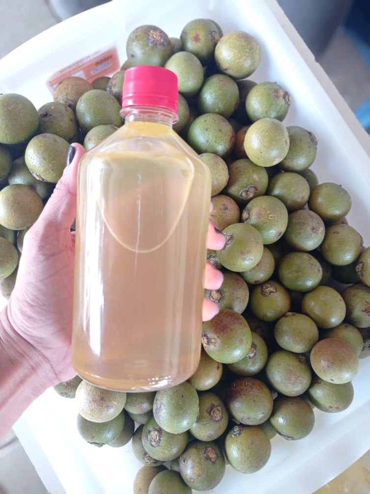 Pesquisadora explica sobre os benefícios da macaúba | EBC Rádios