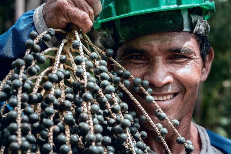 Cooperativa de produtores de açaí expande área certificada de manejo ...