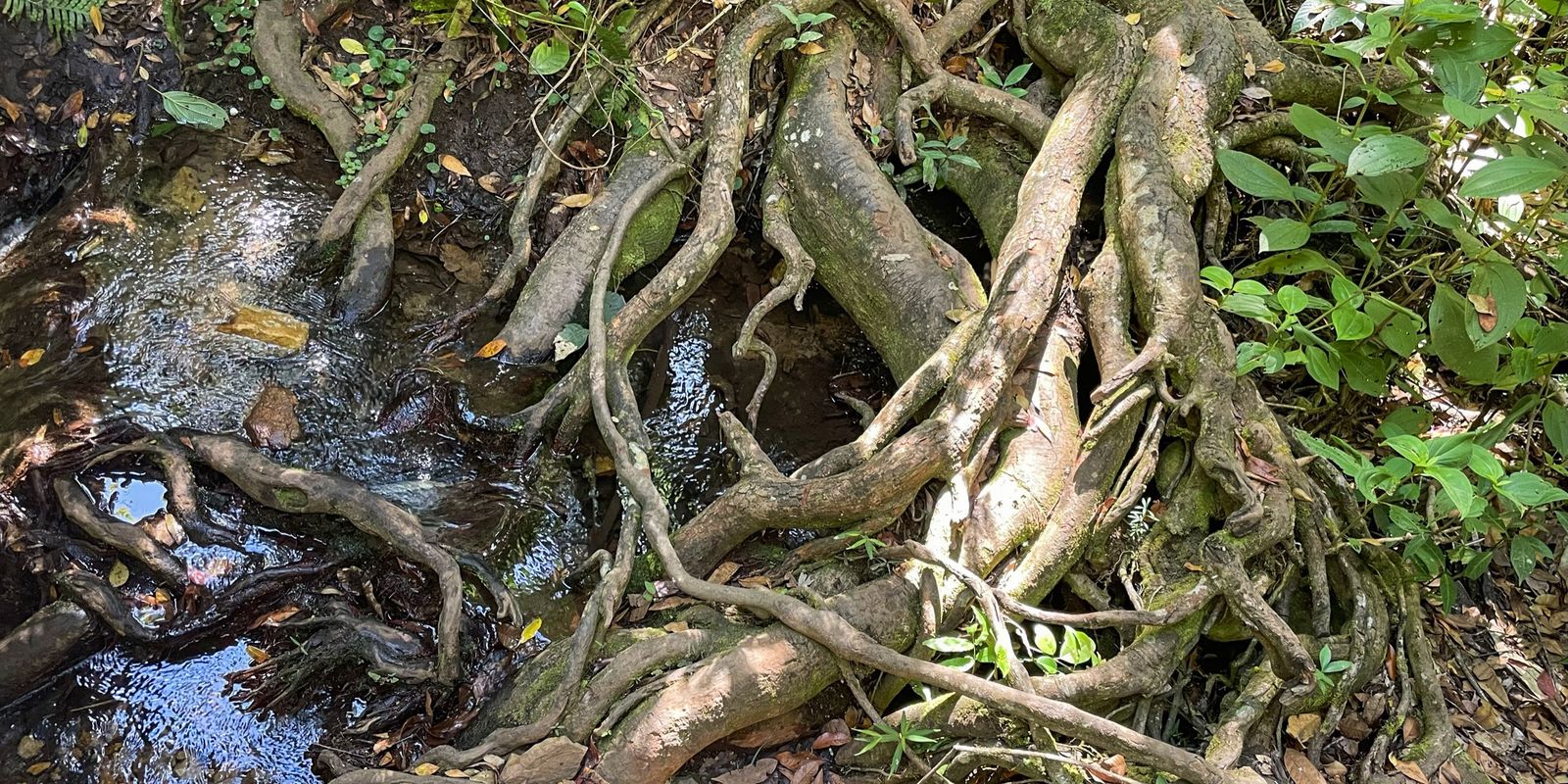 CORES E FORMAS DO CERRADO EM BRASÍLIA | Agência Brasil