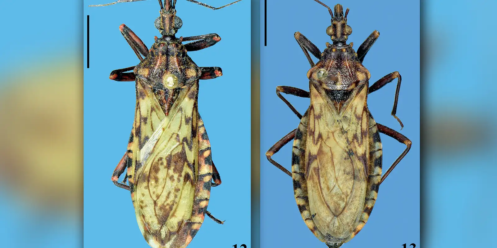 Cientistas identificam nova espécie de barbeiro | Agência Brasil