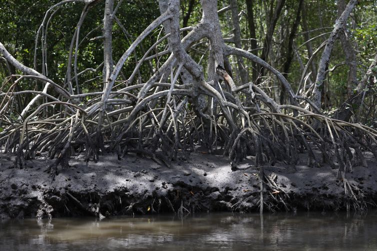 Mangue conservado transforma pescadores em guias de turismo | Agência ...