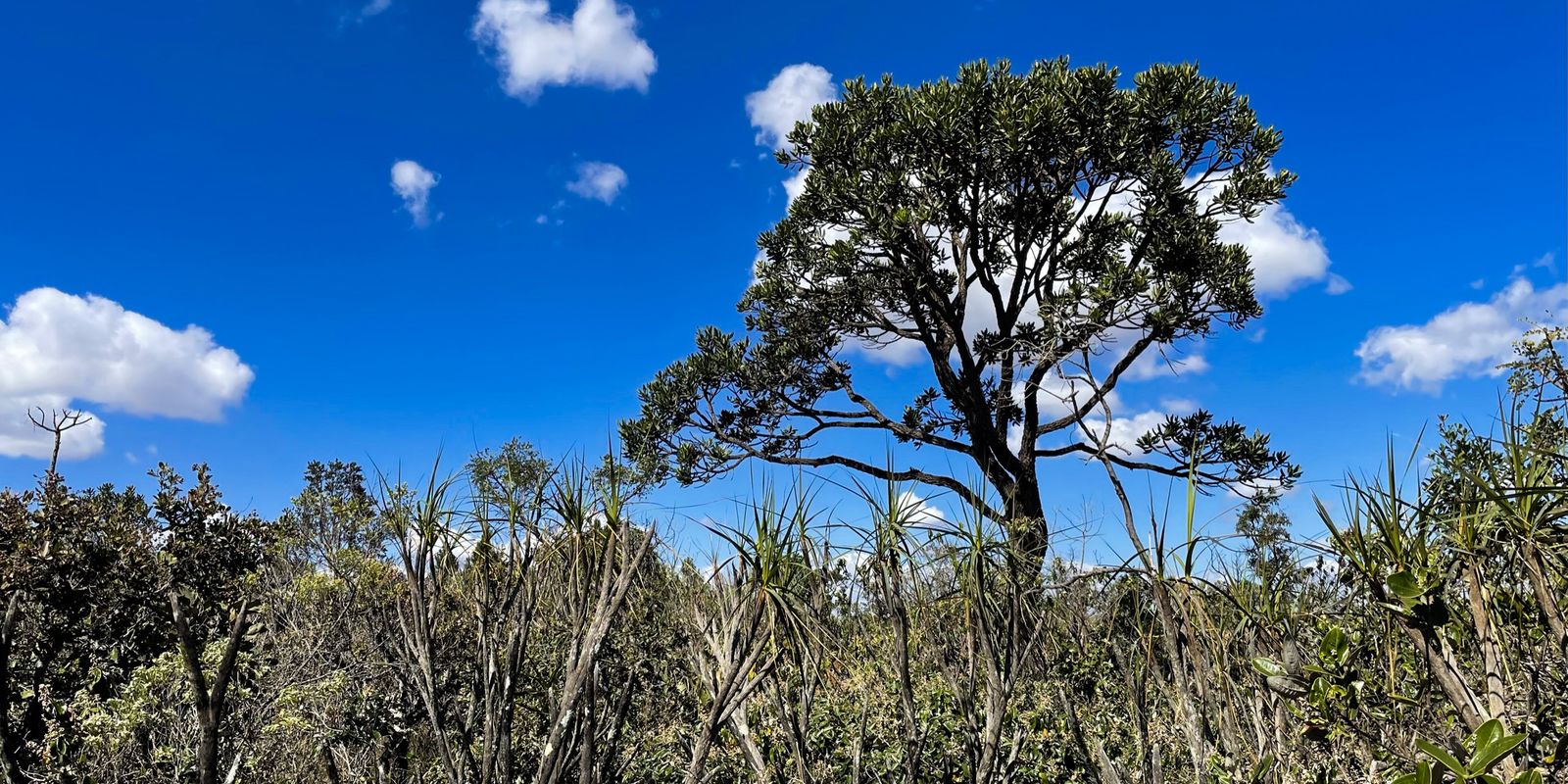 Deforestation alerts increase in Brazilian Cerrado region | Agência Brasil