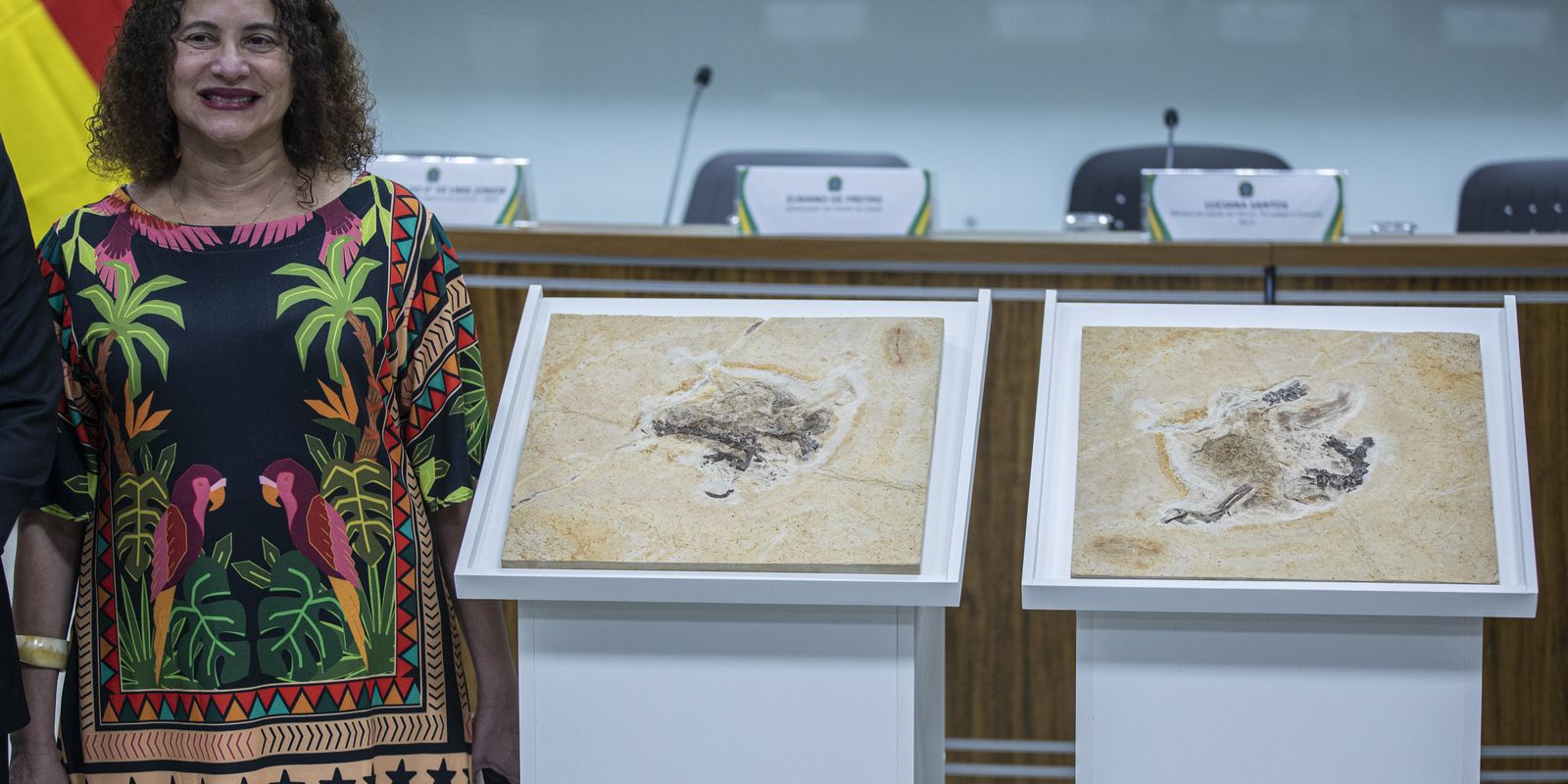 Fóssil Ubirajara jubatus | Agência Brasil