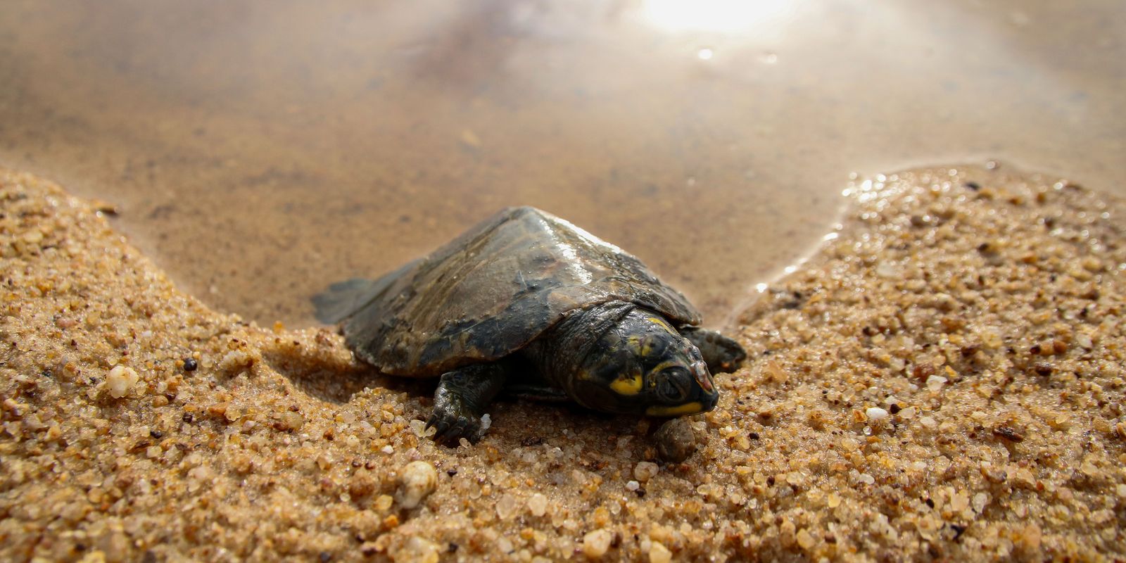 Hatchings in Brazil’s largest turtle breeding ground down 75% | Agência ...