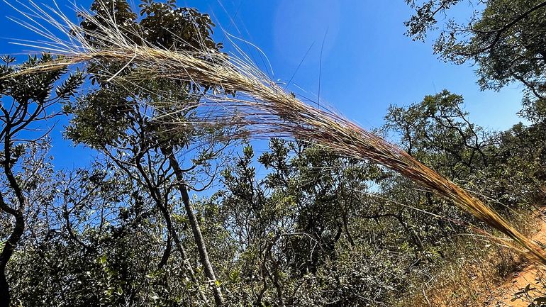 CORES E FORMAS DO CERRADO EM BRASÍLIA | Agência Brasil