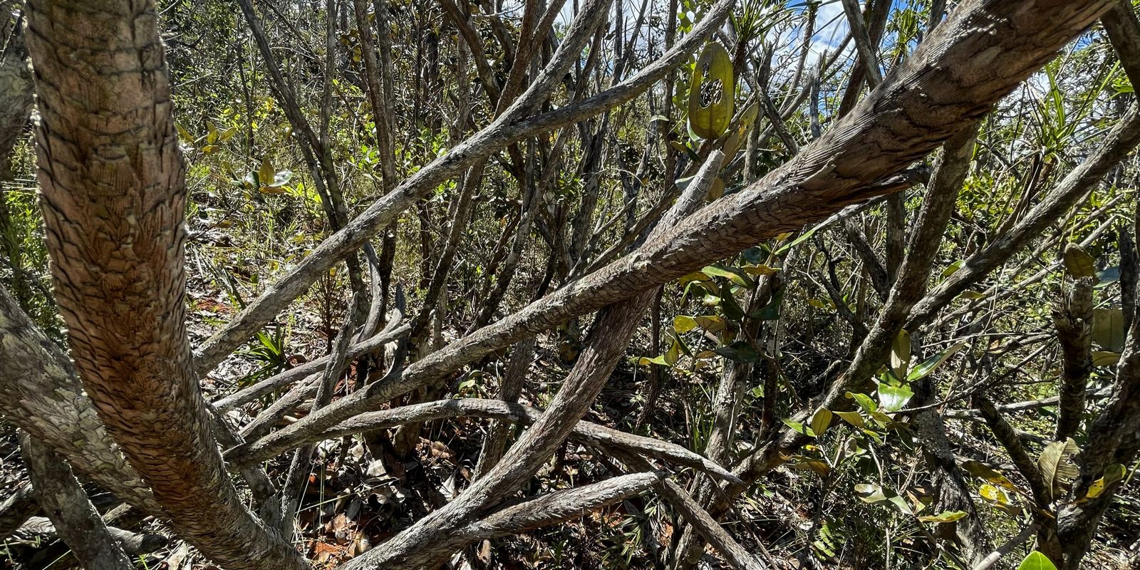 CORES E FORMAS DO CERRADO EM BRASÍLIA | Agência Brasil