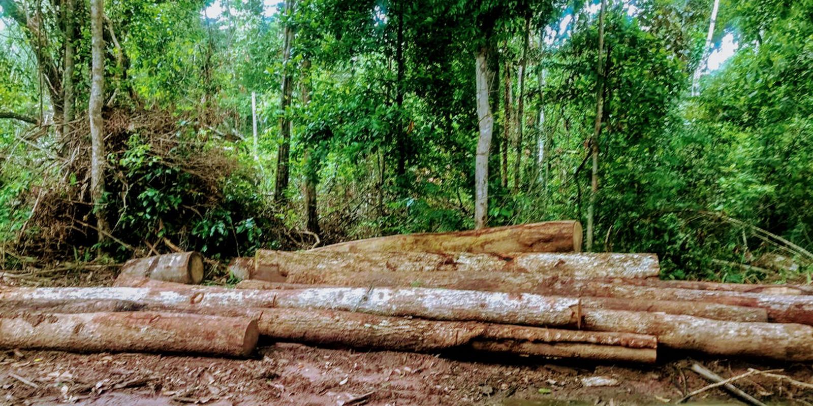 Brazil police fight illegal logging on indigenous land | Agência Brasil