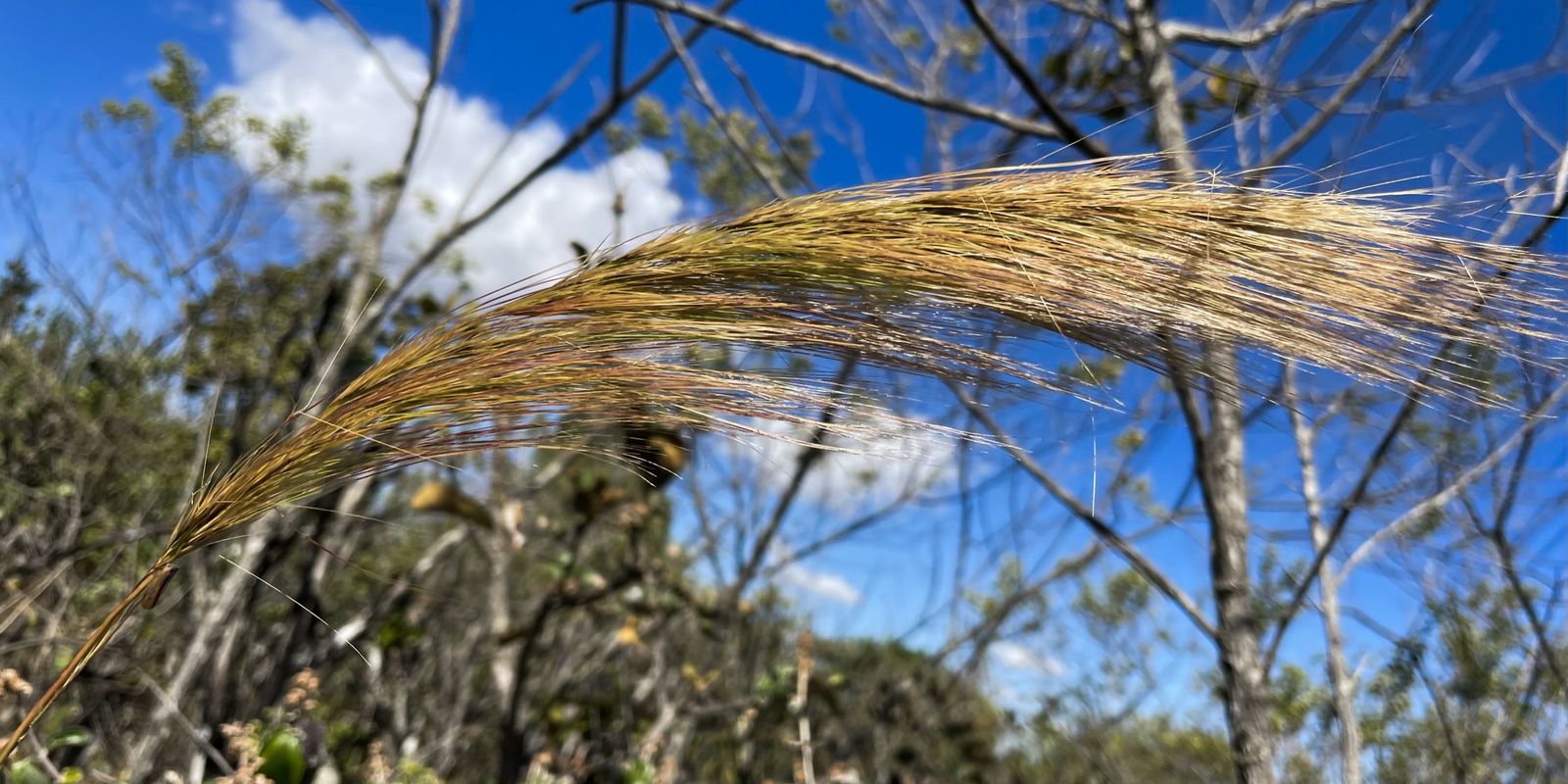 CORES E FORMAS DO CERRADO EM BRASÍLIA | Agência Brasil