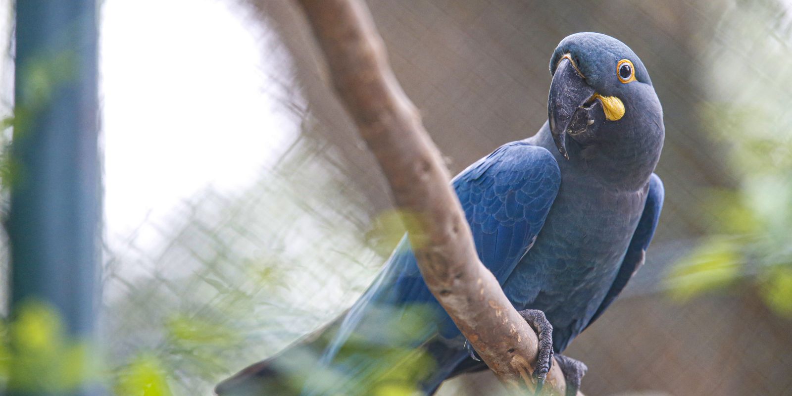 arara-azul-de-lear | Agência Brasil