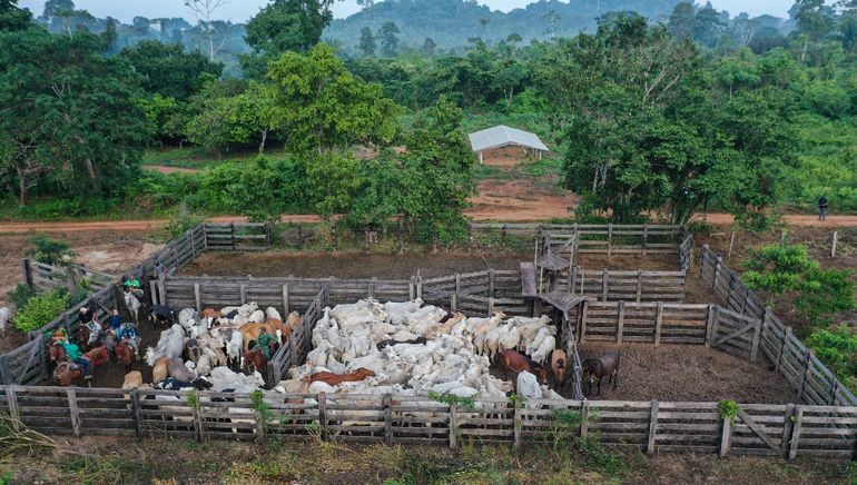 Desintrusão no território indígena Apyterewa. | Agência Brasil