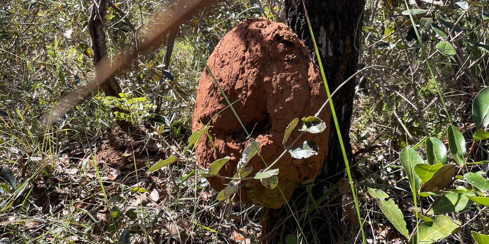 CORES E FORMAS DO CERRADO EM BRASÍLIA | Agência Brasil