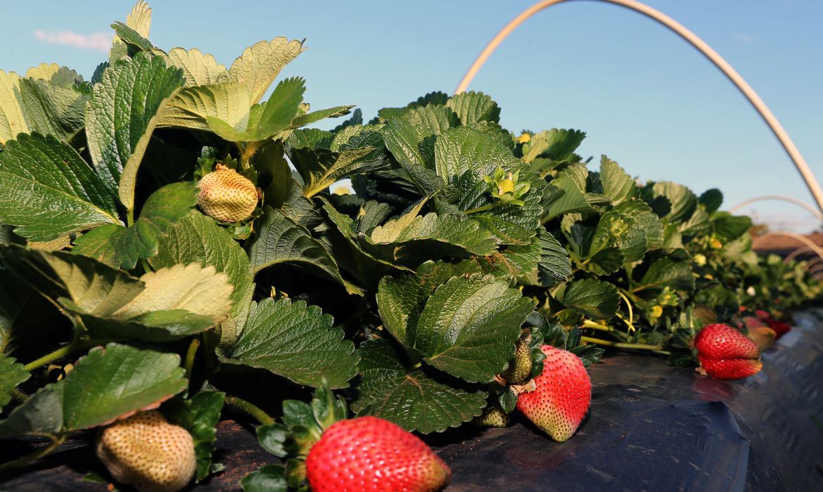 Febre do morango do amor gera lucro, mas provoca alta de preços ...