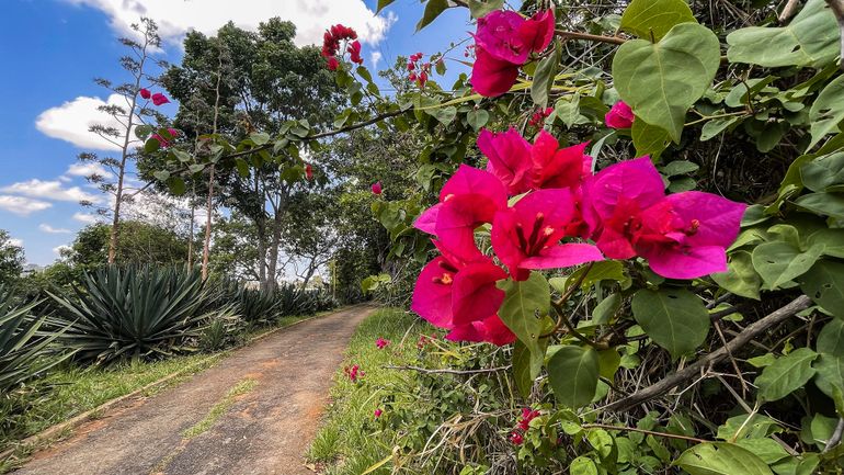 Parque Ecológico Lago Norte - Mata Ciliar | Agência Brasil